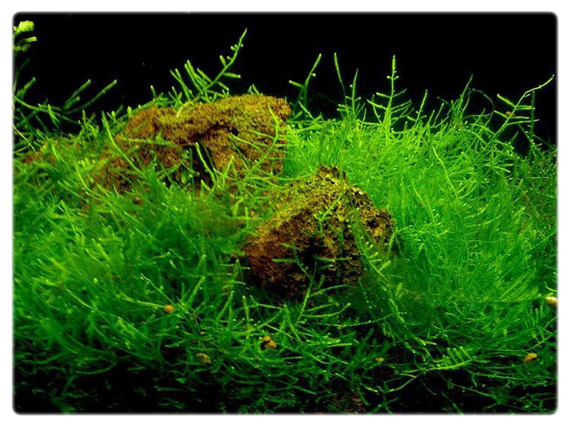 Taxiphyllum barbieri (mech jawajski) Łatwy w uprawie in vitro kubek ...